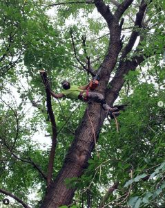 Brooklyn Tree Removal Service | Tarzan Tree Removal, LLC