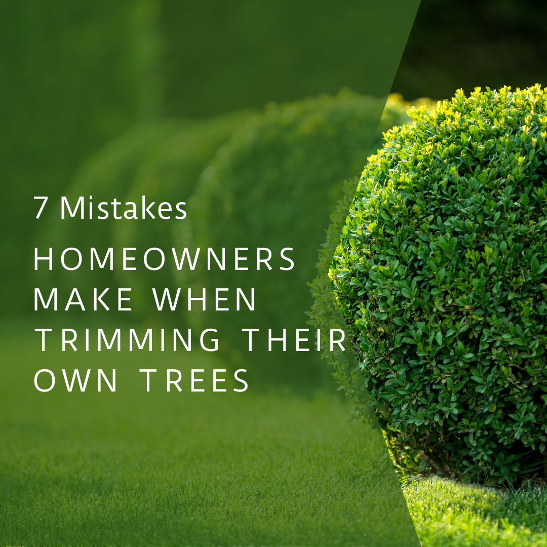 7 Mistakes Homeowners Make When Trimming Their Own Trees