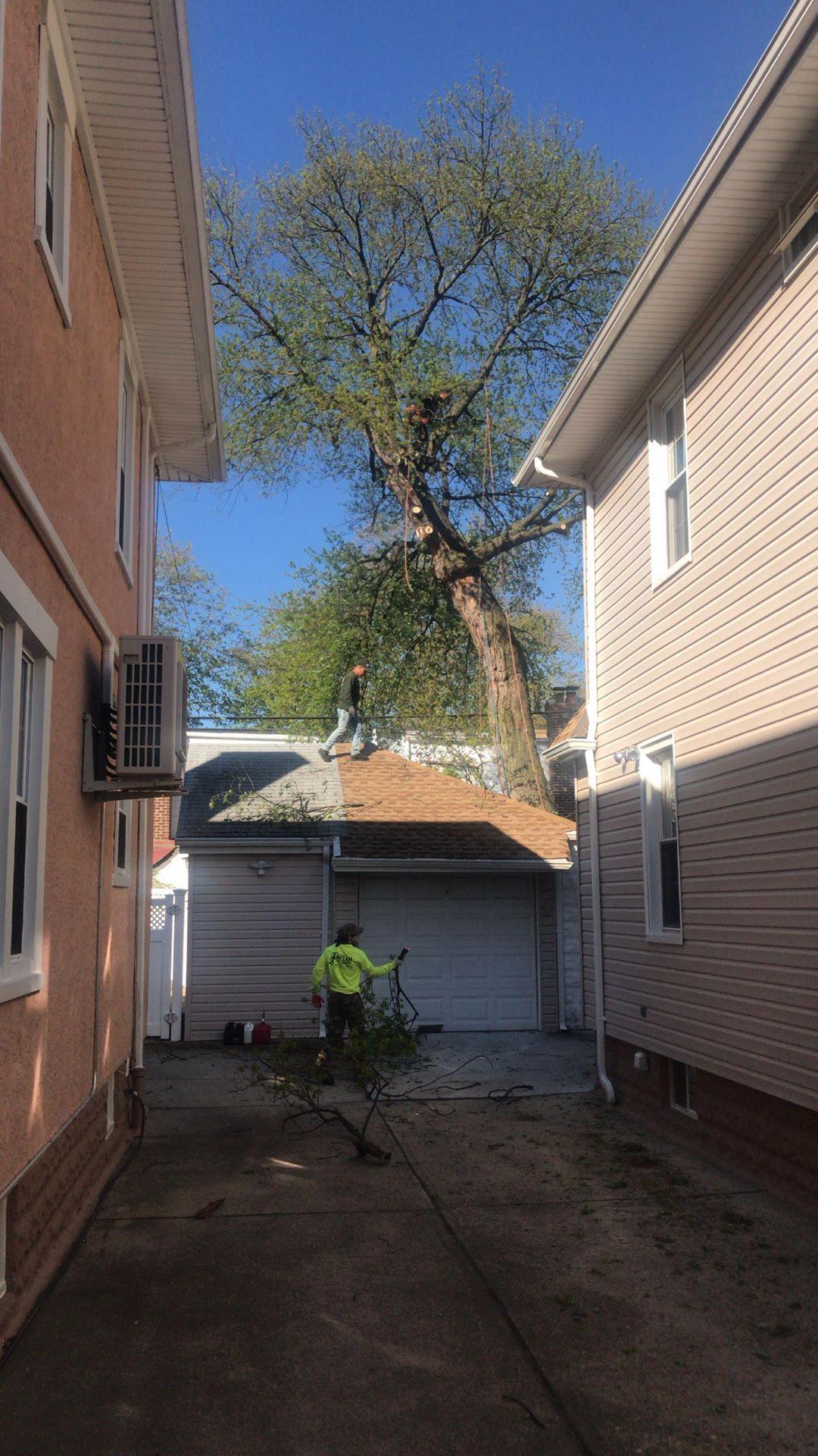 Brooklyn Tree Services, Removal, Pruning, and Maintenance
