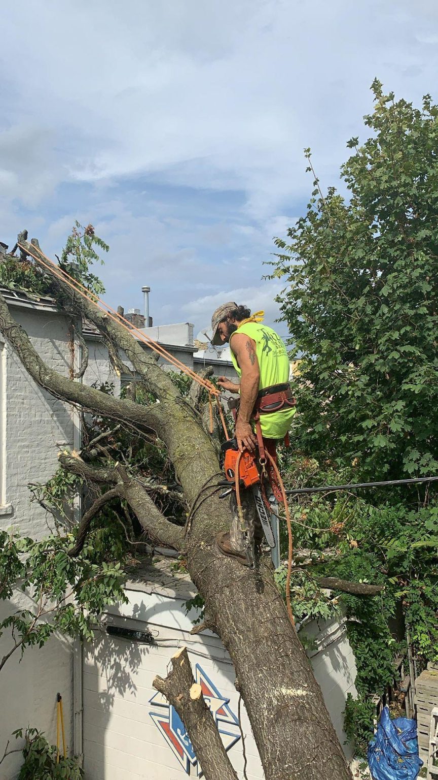 Brooklyn Tree Removal & Tree Services | Certified Arborists | Tarzan ...